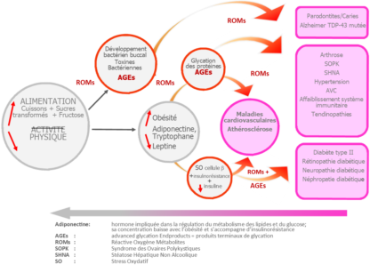 Les AGEs : Advanced glycation End-Products – Action vitale